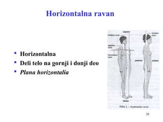 Anatomija uvod (1) | PPT