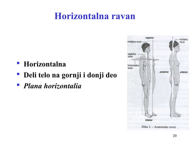 Anatomija uvod (1) | PPT