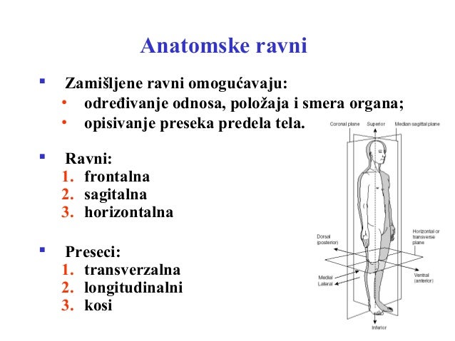 Anatomija uvod (1)
