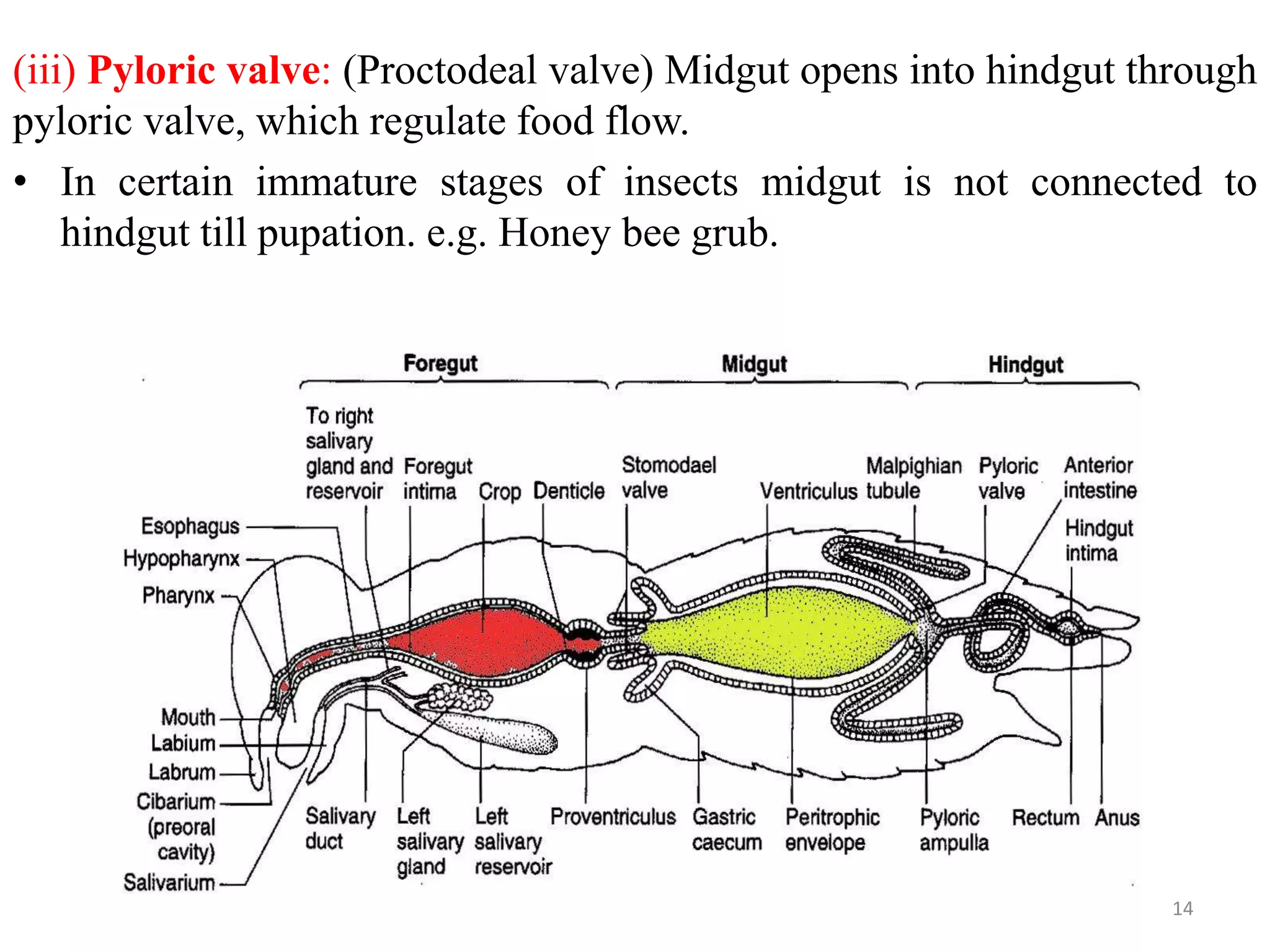 Digestive system | PPTX