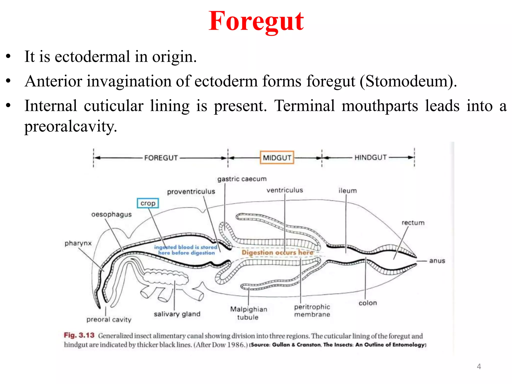 Digestive system | PPTX