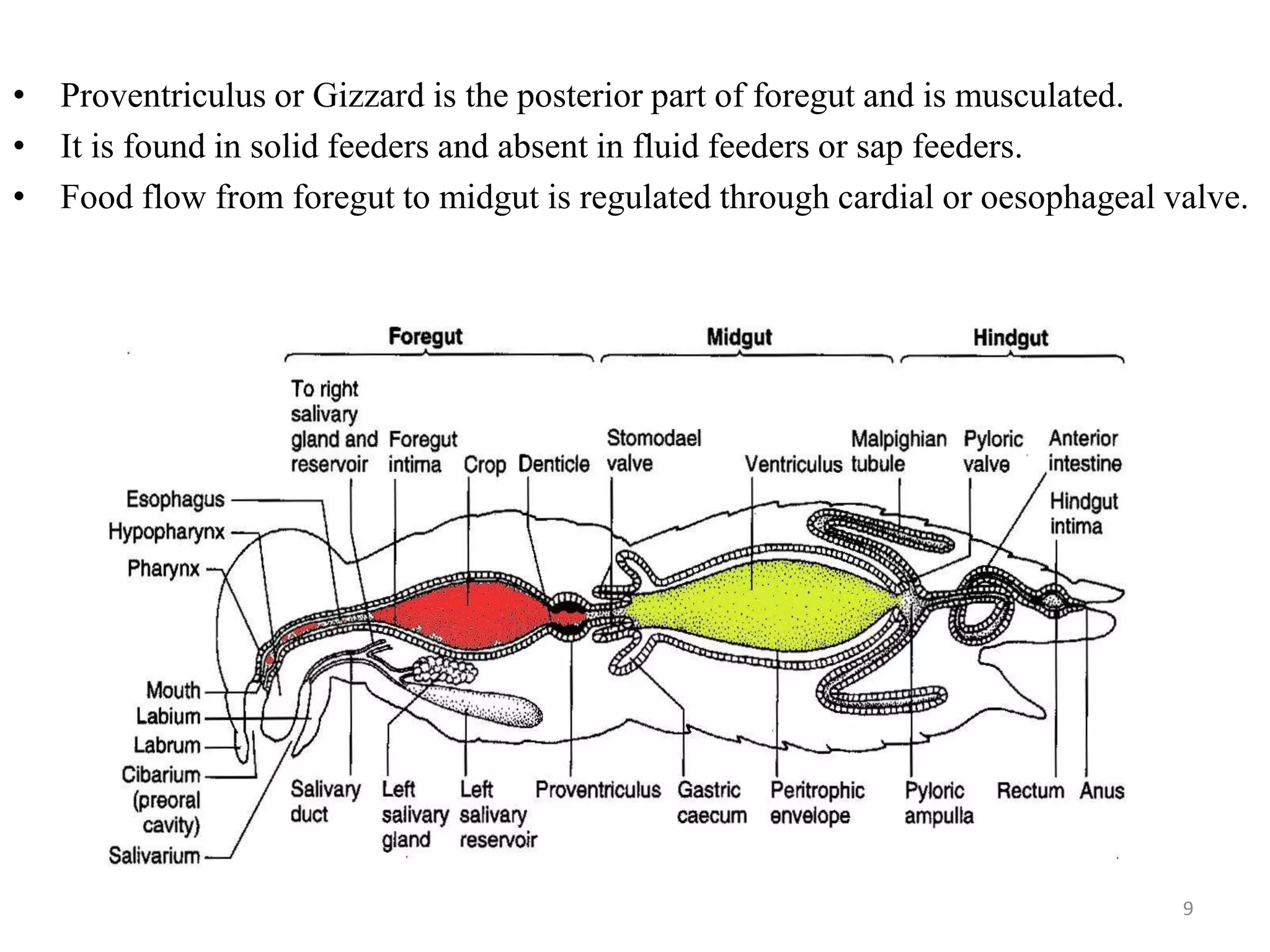 Digestive system | PPTX