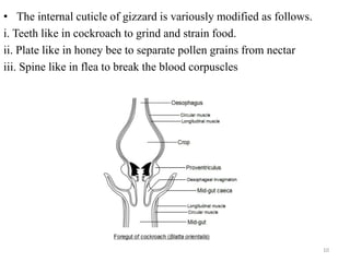 Digestive system | PPTX
