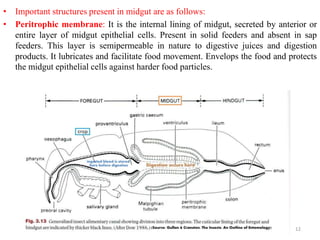 Digestive system | PPTX