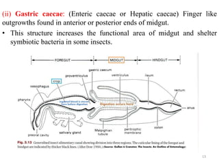 Digestive system | PPTX
