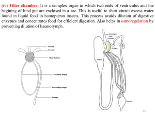 Digestive system | PPTX