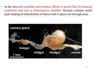 Digestive system | PPTX
