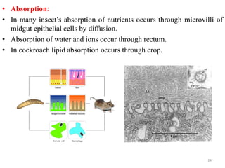 Digestive system | PPTX