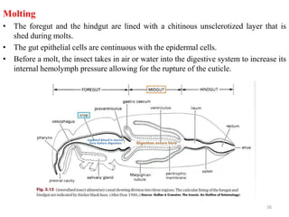 Digestive system | PPTX