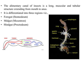 Digestive system | PPTX