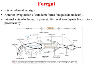 Digestive system | PPTX