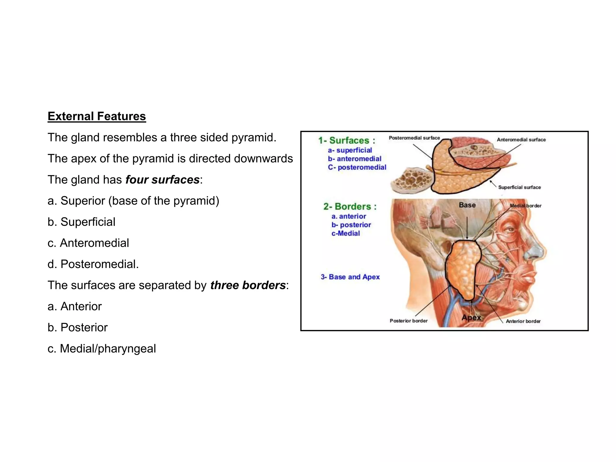 Parotid gland | PPTX