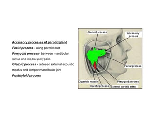 Parotid gland | PPTX