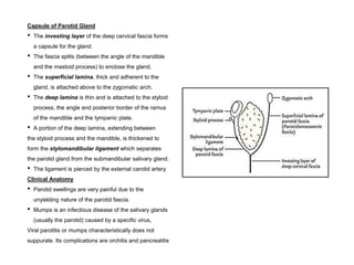 Parotid gland | PPTX