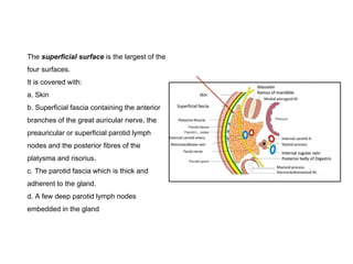 Parotid gland | PPTX
