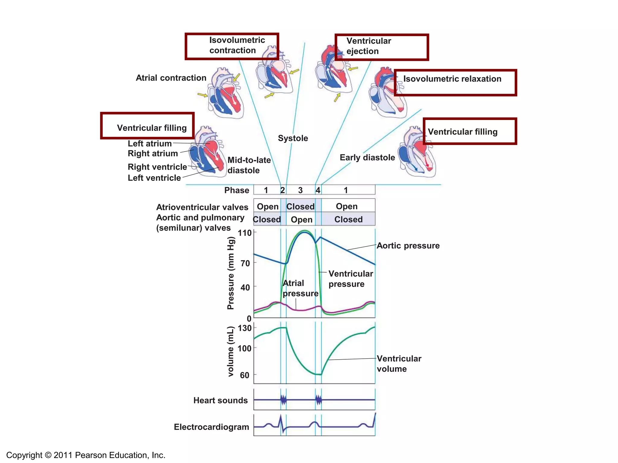 12. cardiac cycle | PPT