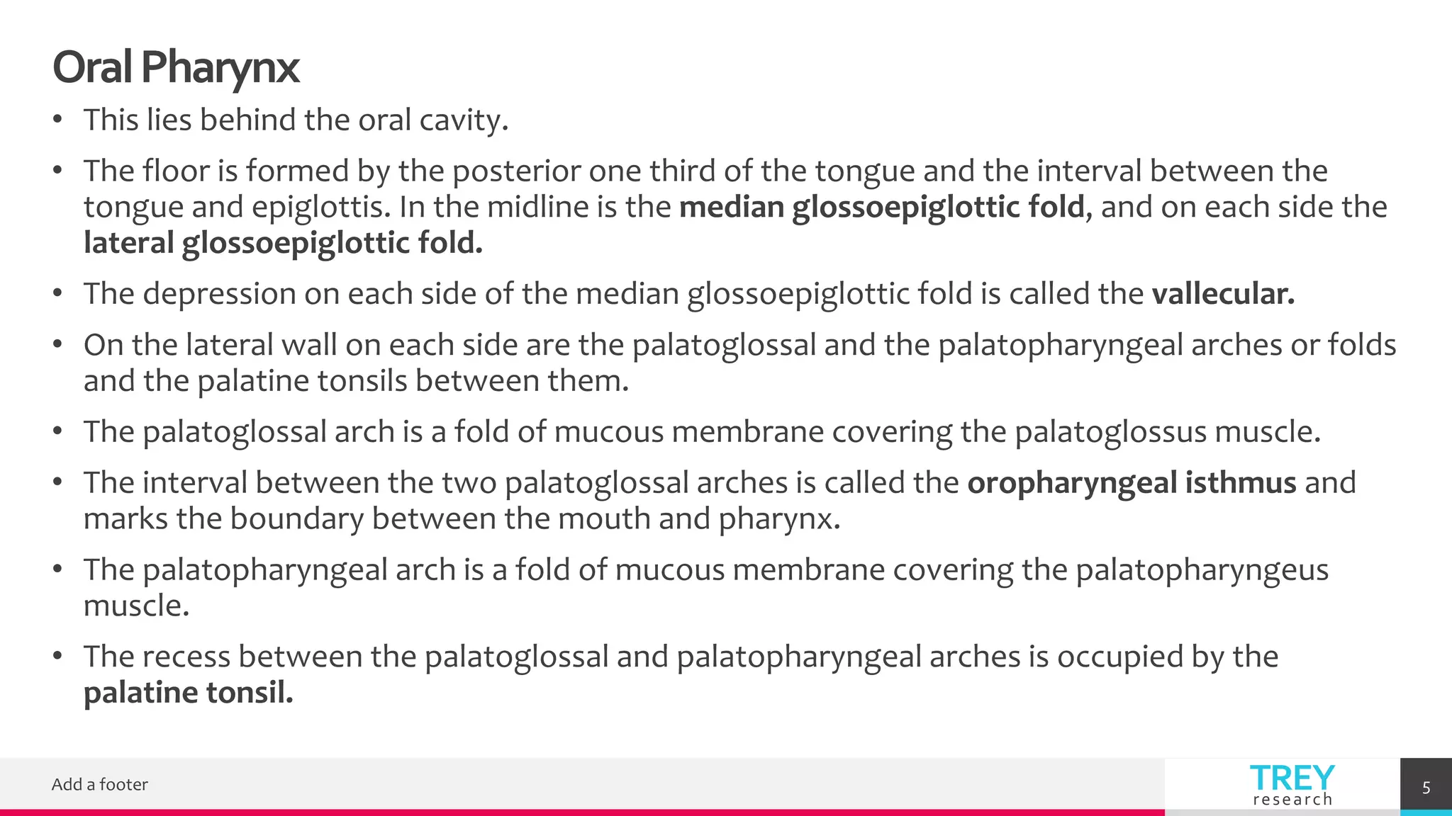 The Pharynx | PPTX