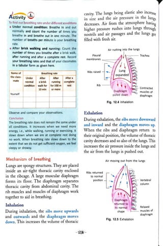 Class 7 Respiration | PDF