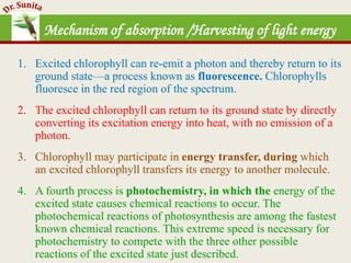 Photosynthesis light phase | PPTX | Chemistry | Science