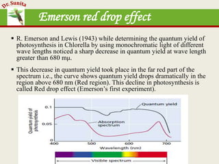 Photosynthesis light phase | PPTX | Chemistry | Science