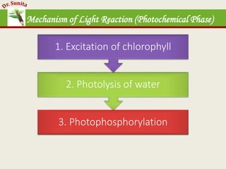 Photosynthesis light phase | PPTX | Chemistry | Science