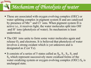 Photosynthesis light phase | PPT