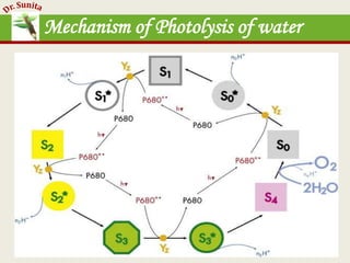 Photosynthesis light phase | PPT