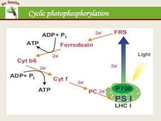 Photosynthesis light phase | PPT