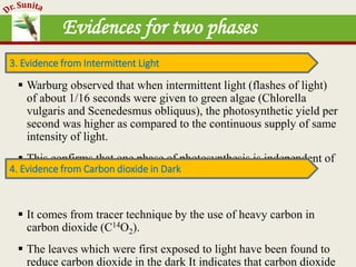 Photosynthesis light phase | PPTX | Chemistry | Science