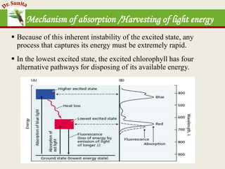 Photosynthesis light phase | PPTX | Chemistry | Science