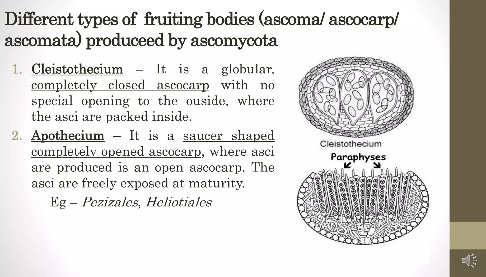 Ascomycota | PDF