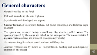 Ascomycota | PDF