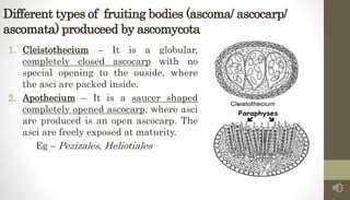 Ascomycota | PDF