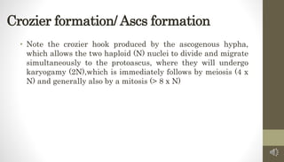 Ascomycota | PDF