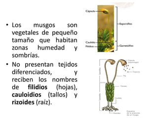 reino vegetal | PDF