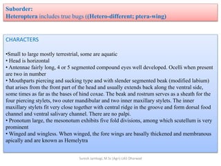 Hemiptera | PPTX