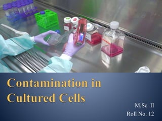 Contamination in Cultured Cells | PPTX