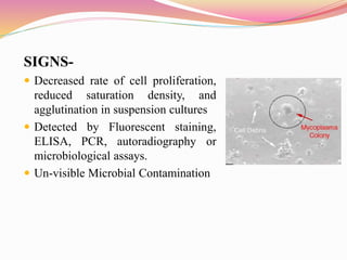 Contamination in Cultured Cells | PPTX