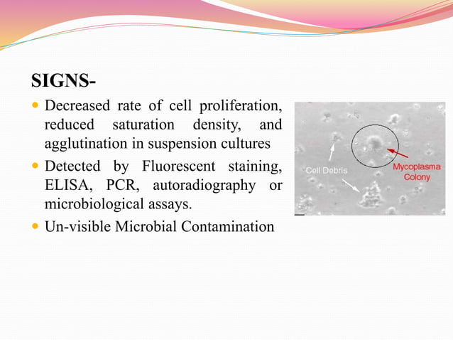 Contamination in Cultured Cells | PPTX