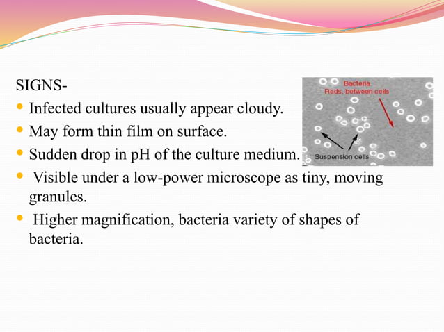 Contamination in Cultured Cells | PPTX