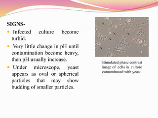 Contamination in Cultured Cells | PPTX