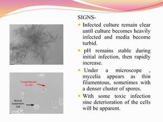 Contamination in Cultured Cells | PPTX