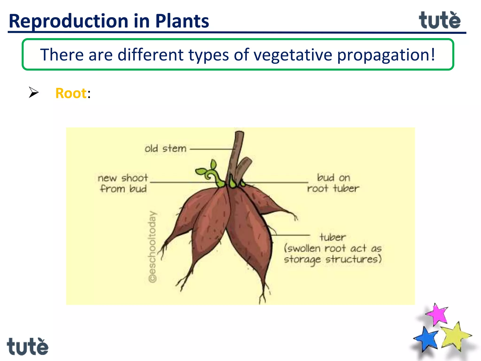 7th CBSE Reproduction In Plants | PPTX