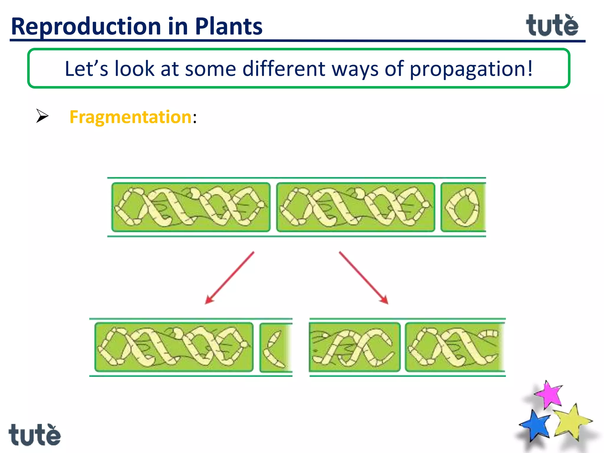 7th CBSE Reproduction In Plants | PPTX