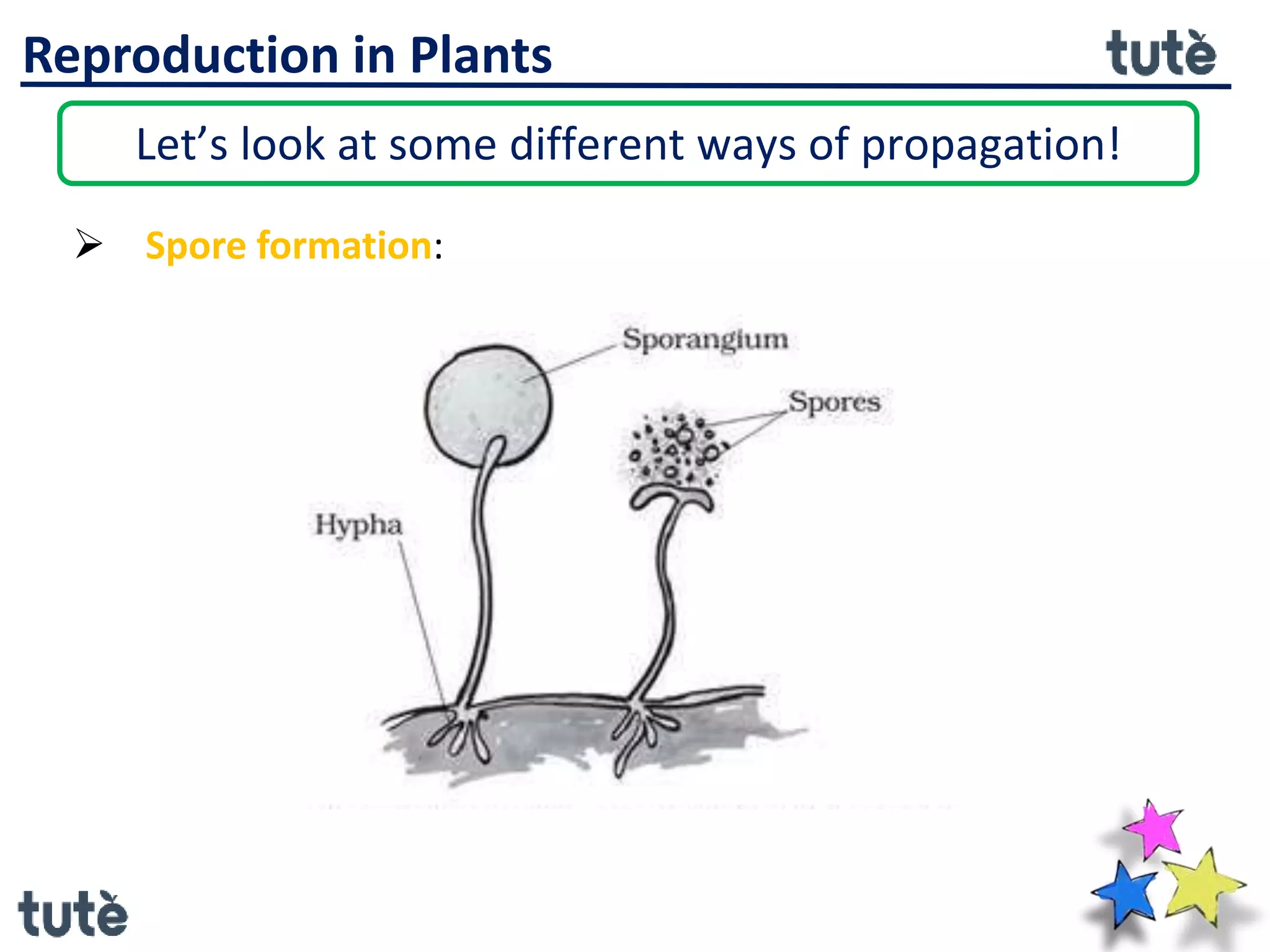 7th CBSE Reproduction In Plants | PPTX