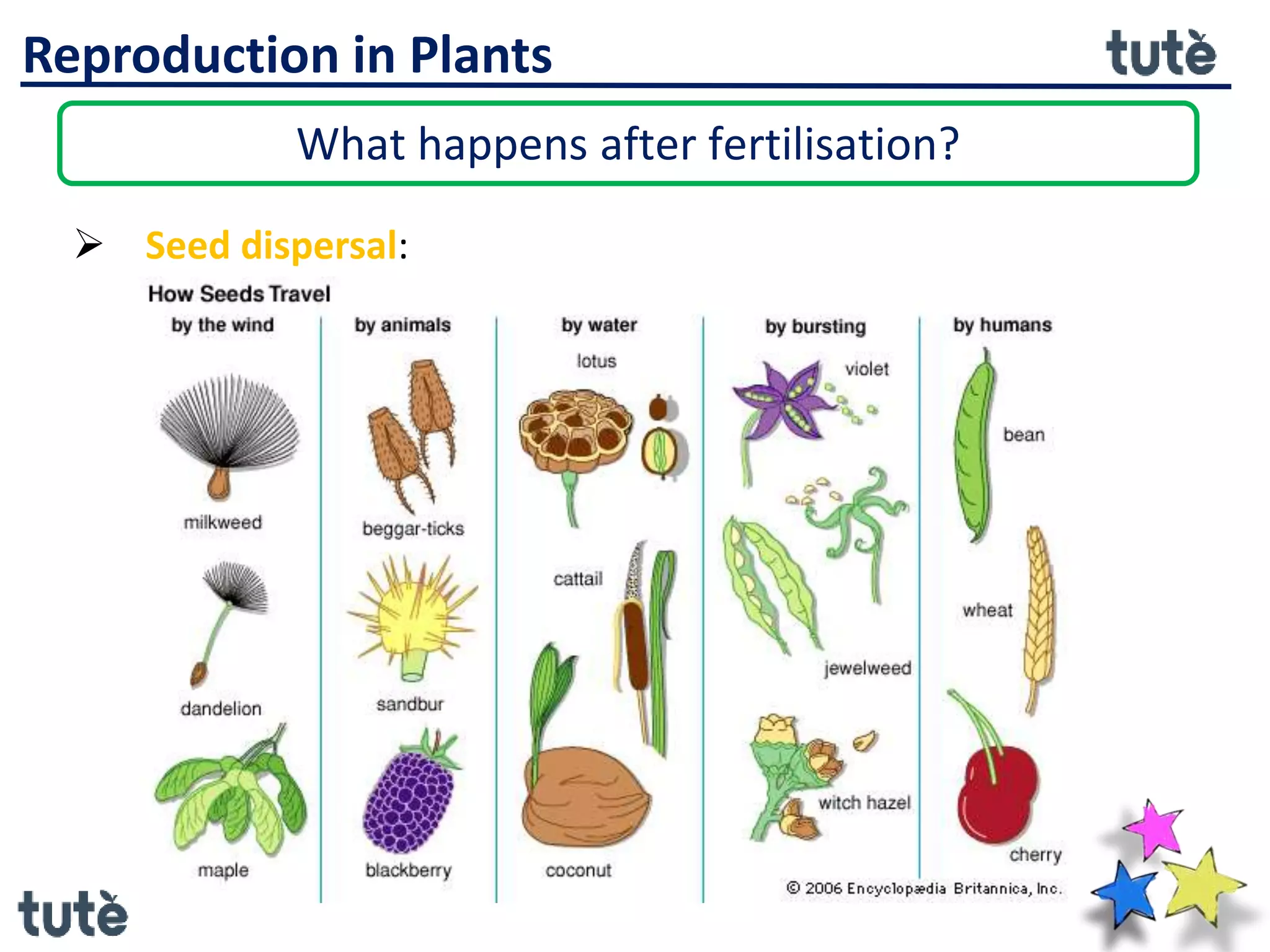 7th CBSE Reproduction In Plants | PPTX