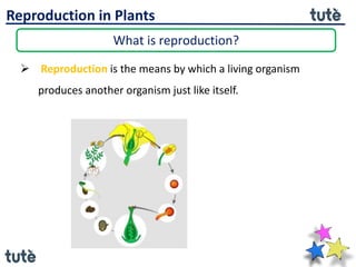 7th CBSE Reproduction In Plants | PPTX
