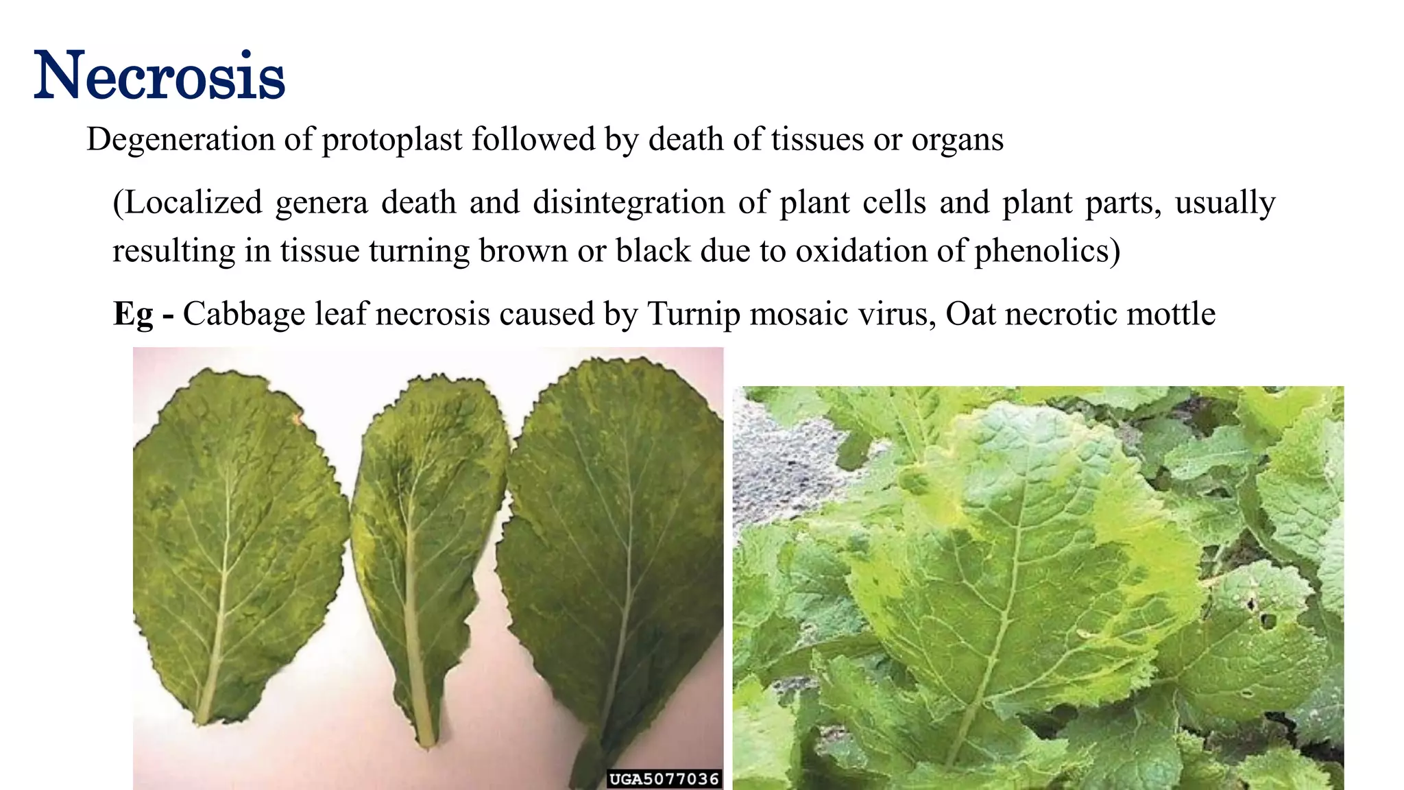 Symptoms of plant viral diseases | PDF