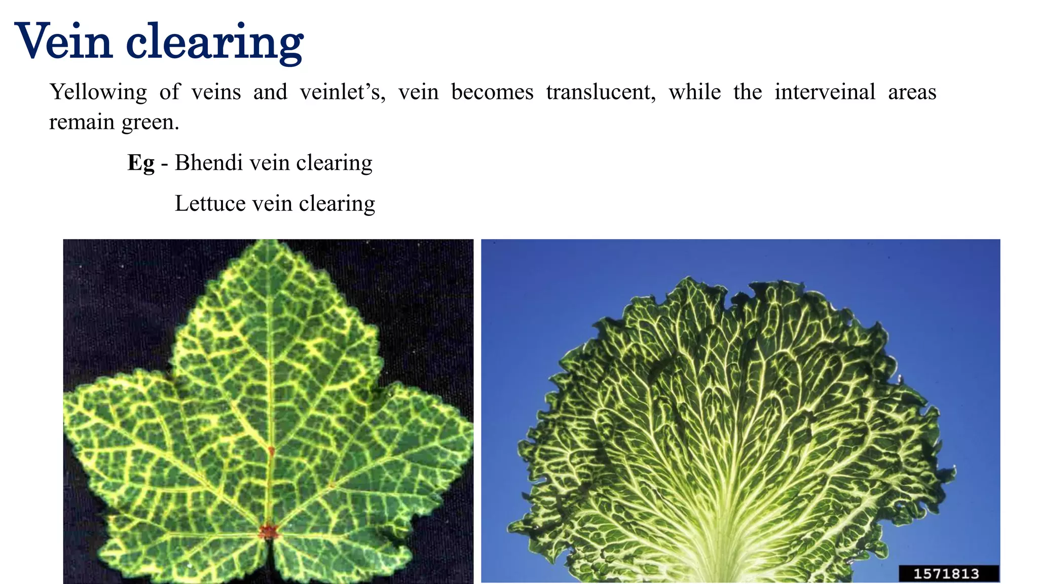 Symptoms of plant viral diseases | PDF