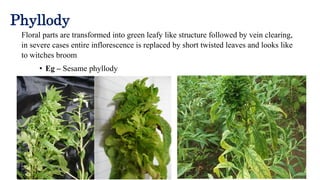 Symptoms of plant viral diseases | PDF